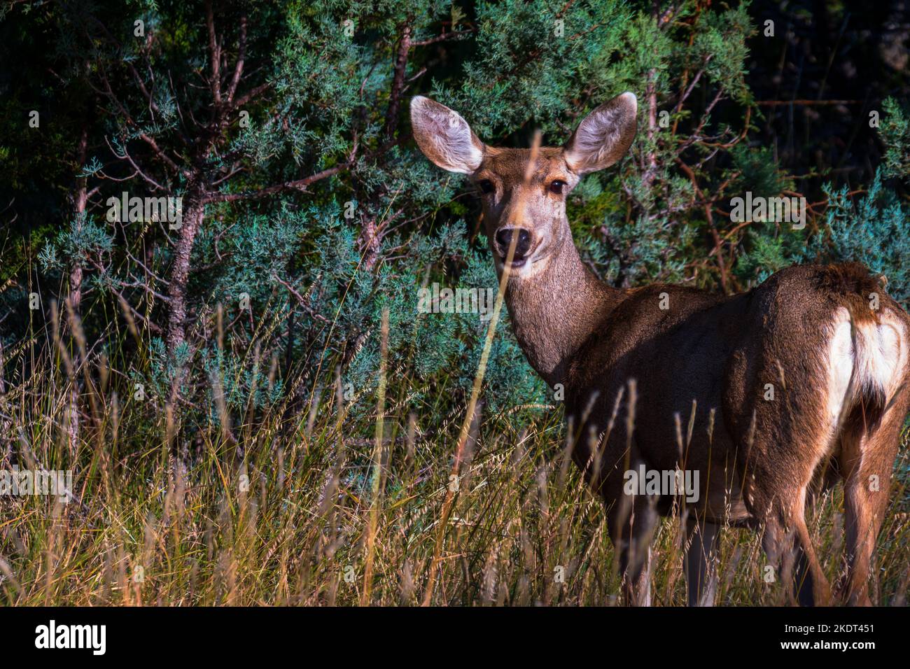 Dear eating in New Mexico Stock Photo - Alamy