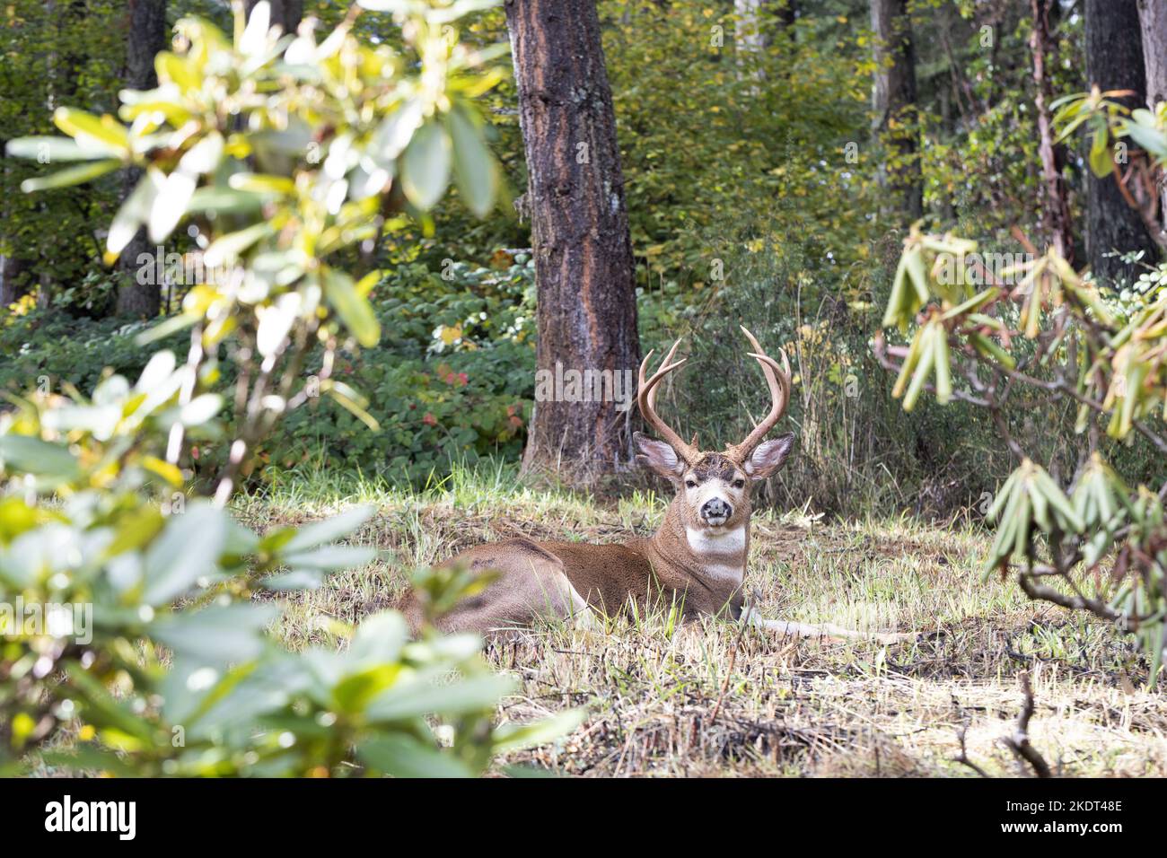 A large black-tailed buck lying down in a wooded area in Eugene, Oregon ...