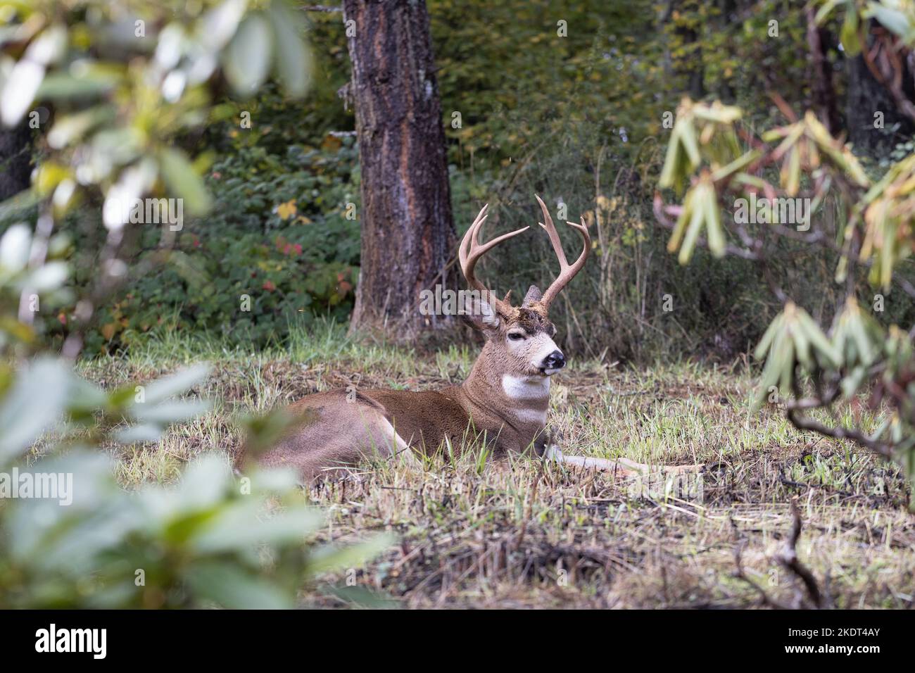 A large black-tailed buck lying down in a wooded area in Eugene, Oregon ...