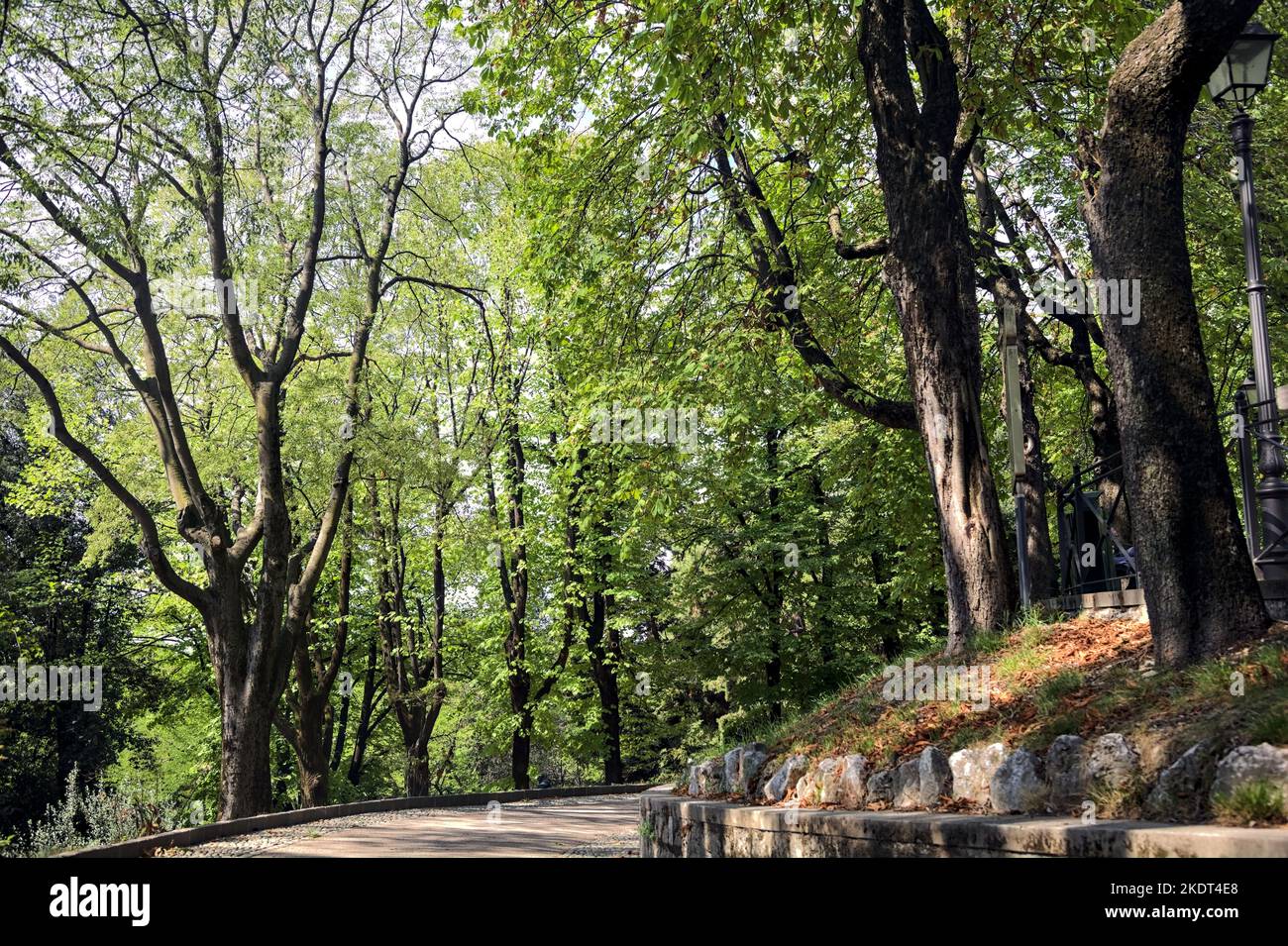 Paved path under a tree canopy in a park Stock Photo - Alamy