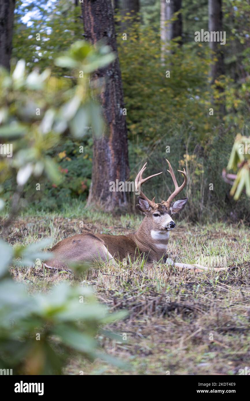 A large black-tailed buck lying down in a wooded area in Eugene, Oregon ...