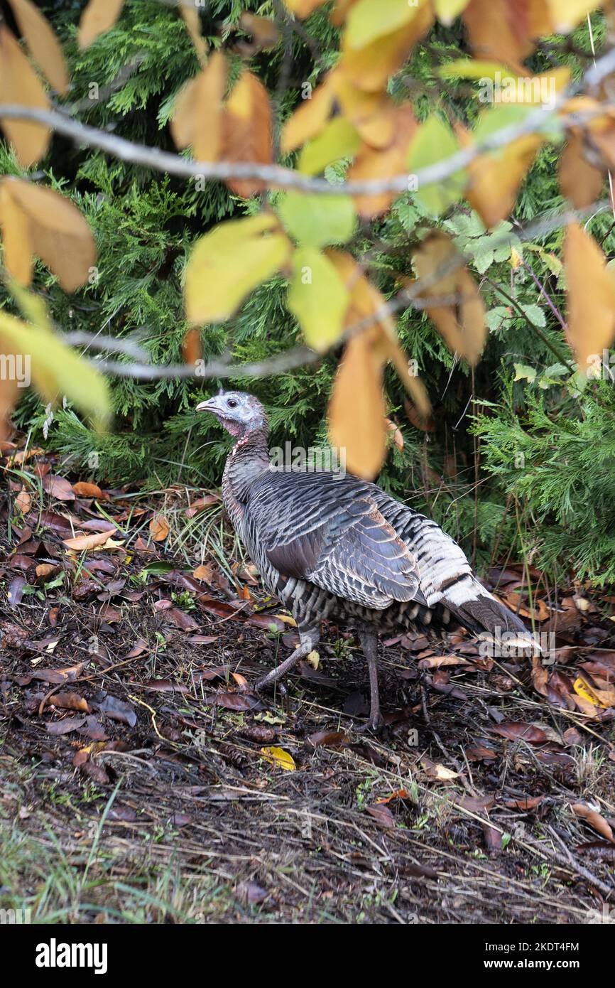 A female wild turkey in Eugene, Oregon Stock Photo - Alamy