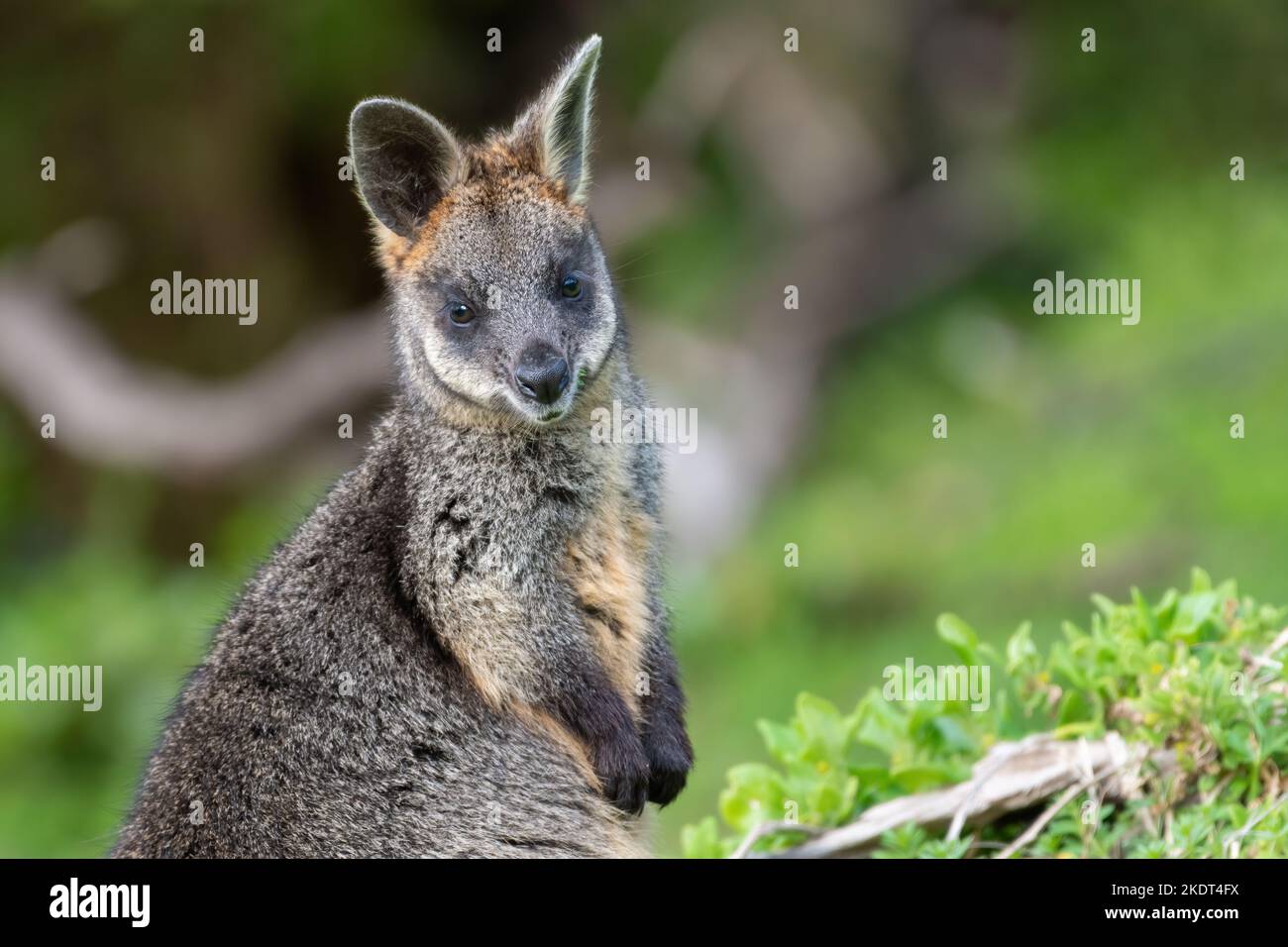Swamp Wallaby, Tower Hill, Victoria Stock Photo - Alamy
