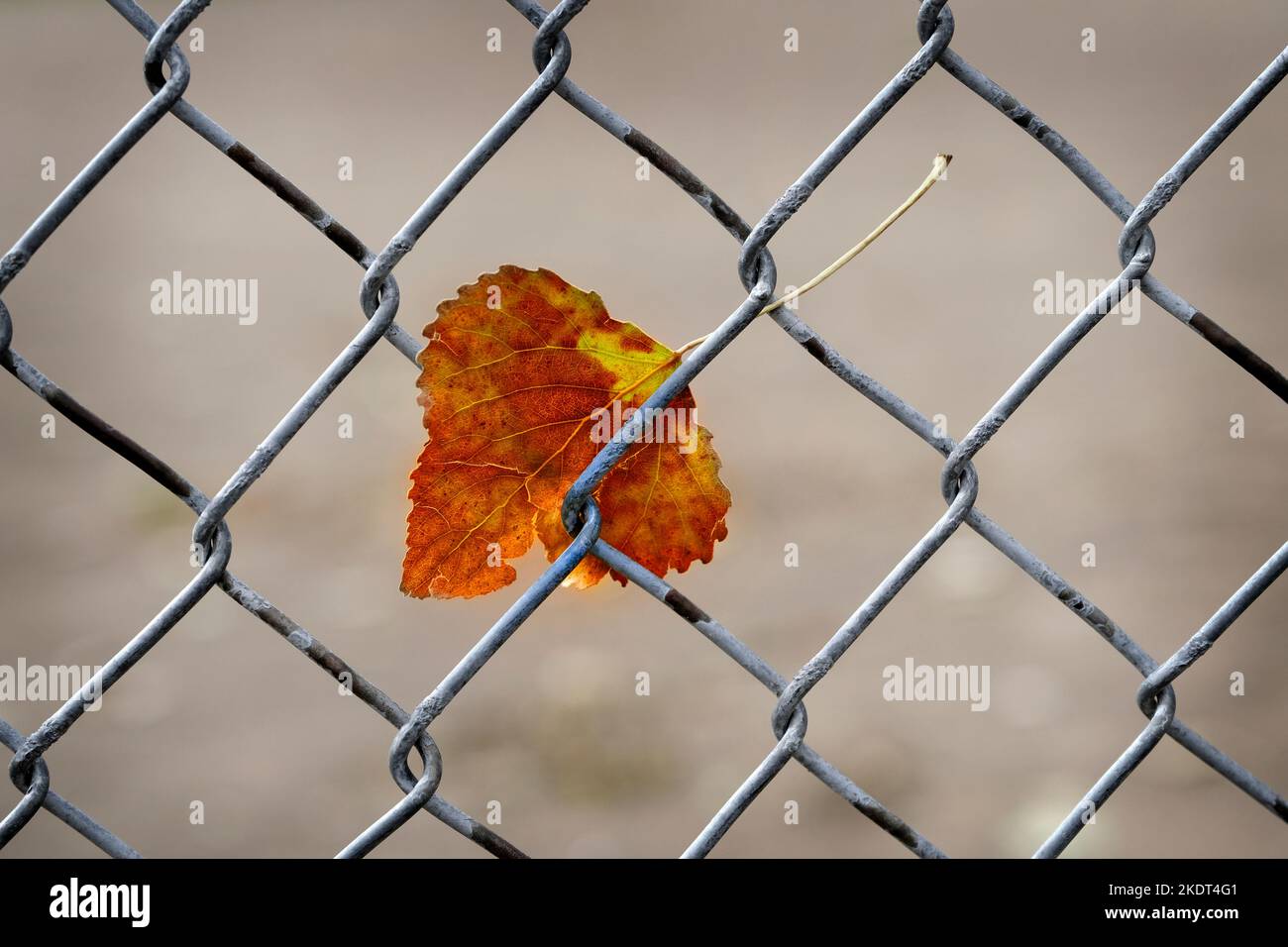 Fall autumn leaf caught in chain link fence nature and industry Stock ...