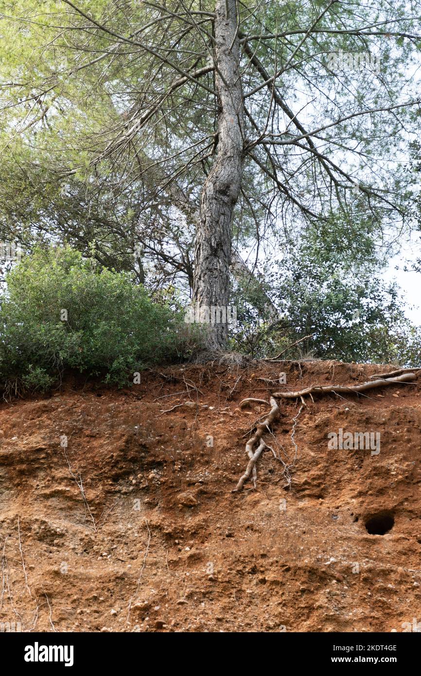 Trees on the edge of a sandy ravine their roots come out of the ground ...