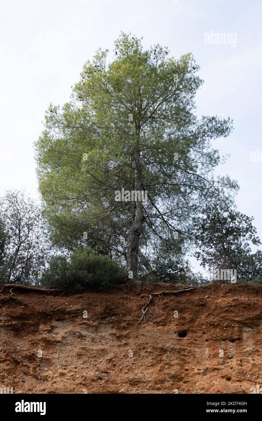 Earth cut out tree hi-res stock photography and images - Alamy