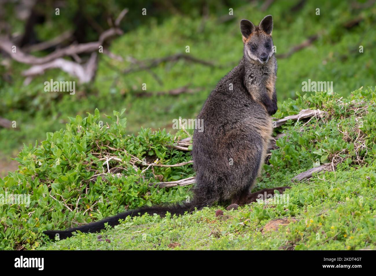 Swamp Wallaby, Tower Hill, Victoria Stock Photo - Alamy