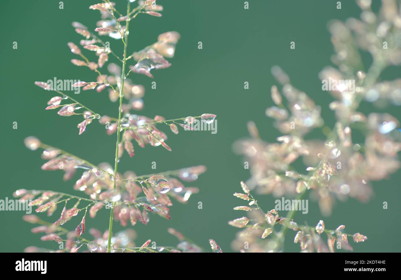 Grass blossom dew drops hi-res stock photography and images - Alamy