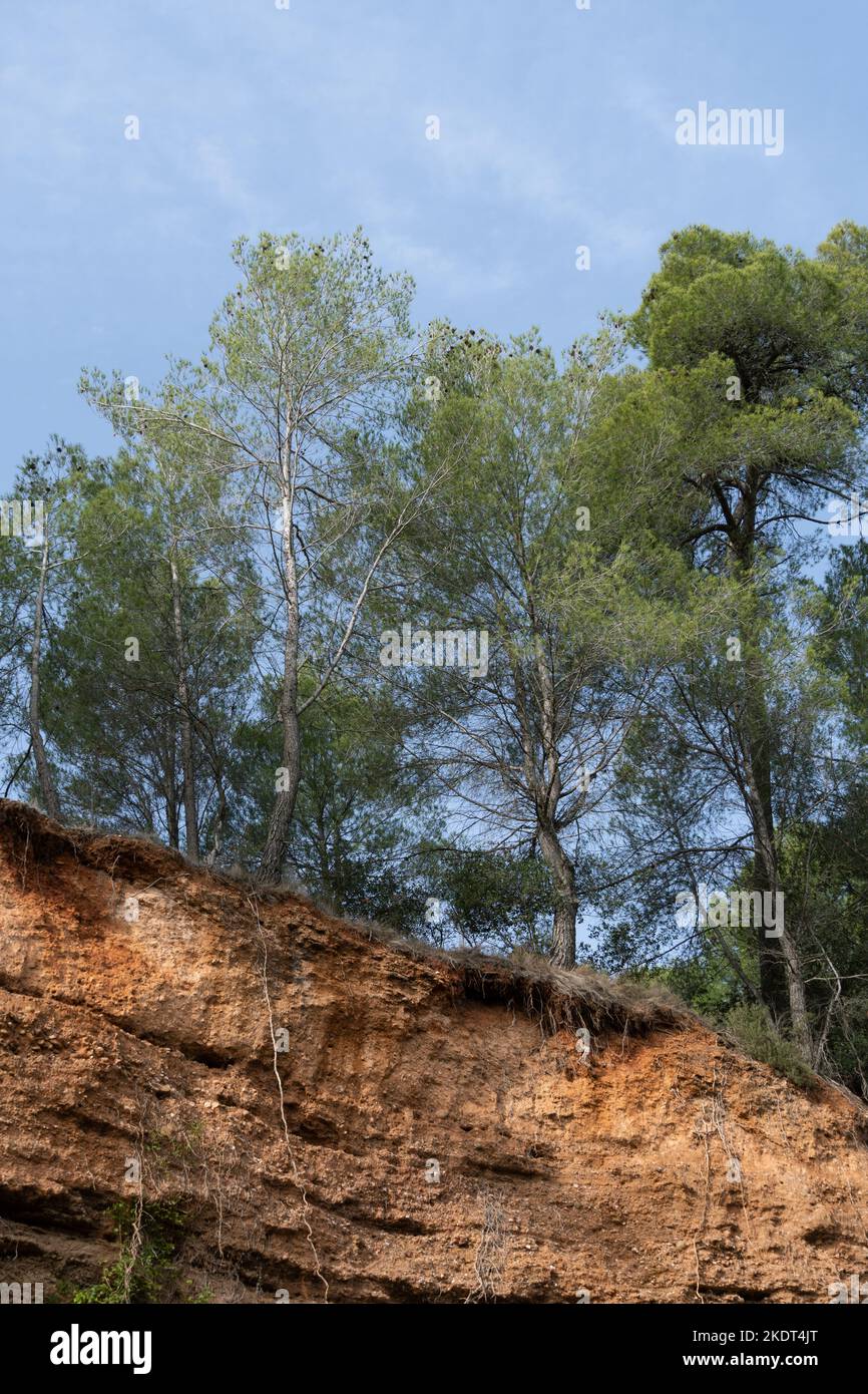 Trees on the edge of a sandy ravine their roots come out of the ground ...