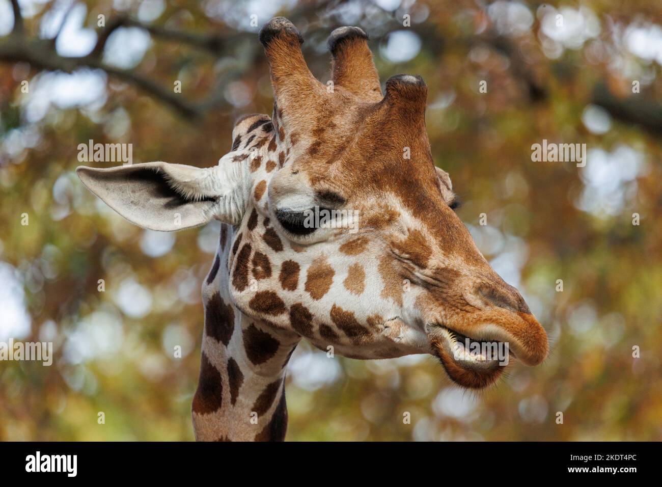 Beautiful giraffe face close hi-res stock photography and images - Alamy