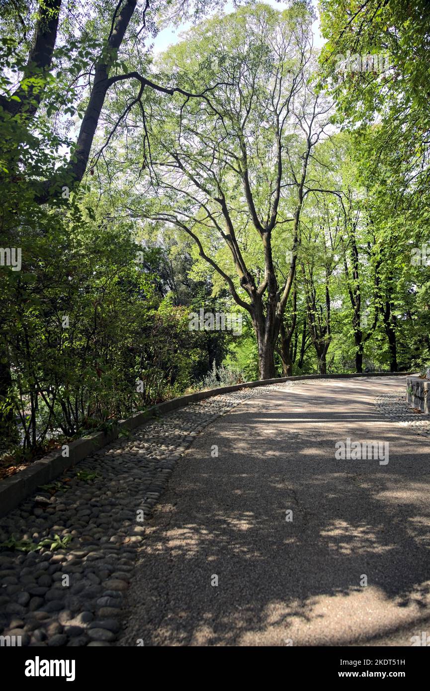 Paved path under a tree canopy in a park Stock Photo - Alamy