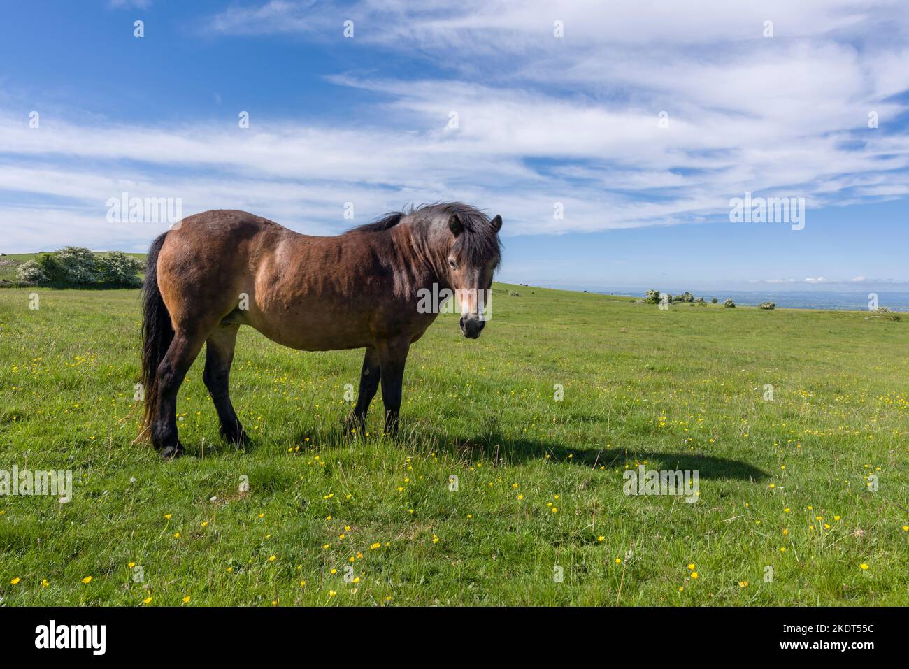 An Exmoor pony in a meadow at Middle Down in early summer in the Mendip ...