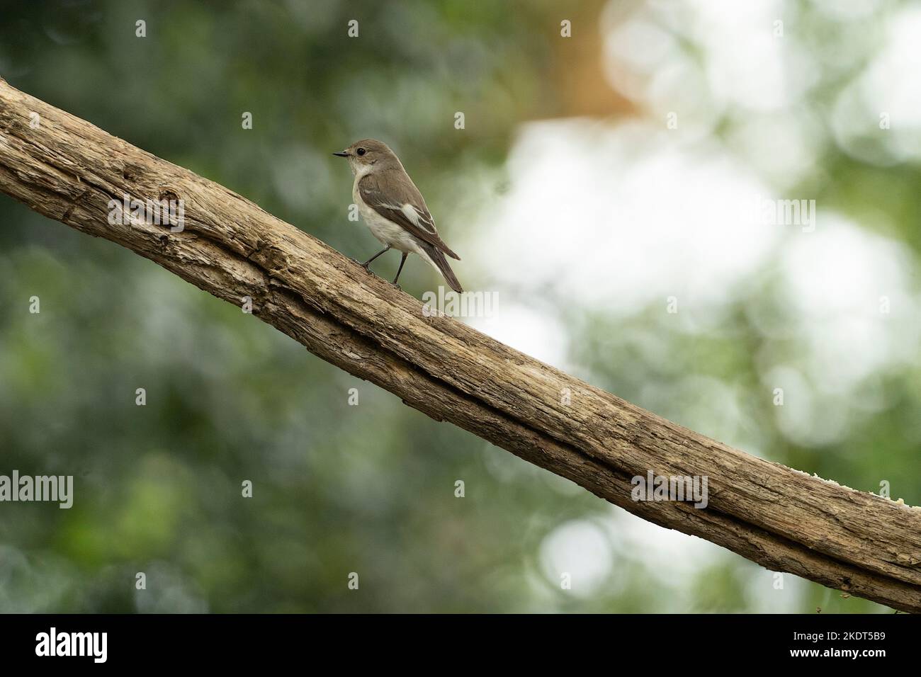 European pied flycatcher female sitting on a branch Ficedula hypoleuca ...