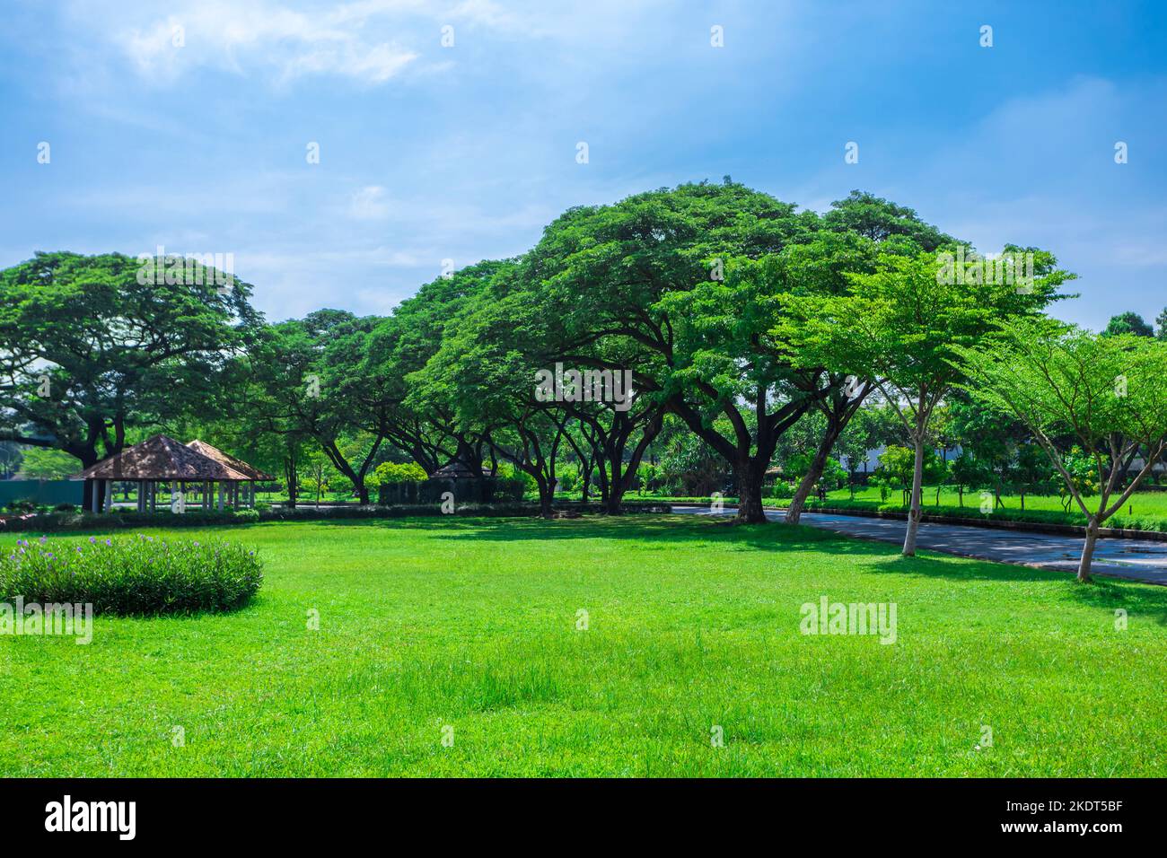 Natural public garden with green grass and tree, Green place with a ...