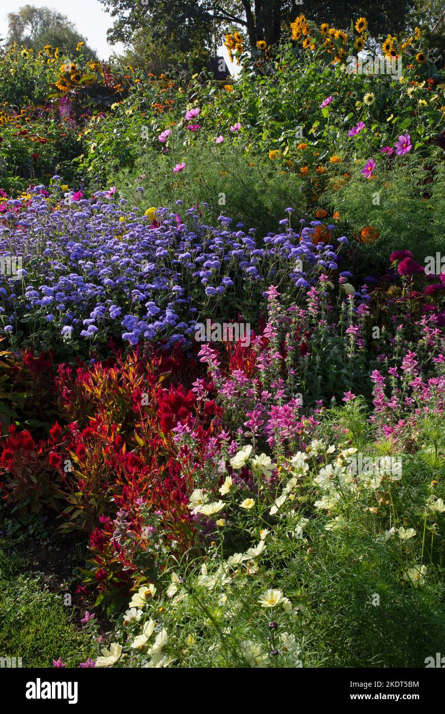 Early Autumn colourful garden boarders in english garden Stock Photo ...