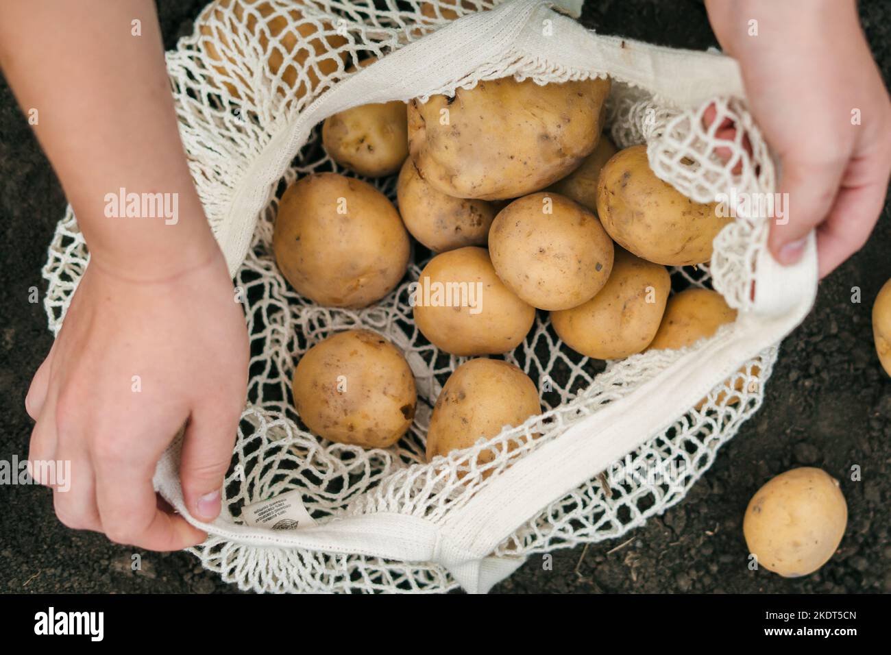 Close-up view of female farmer's hands picking potatoes and putting ...