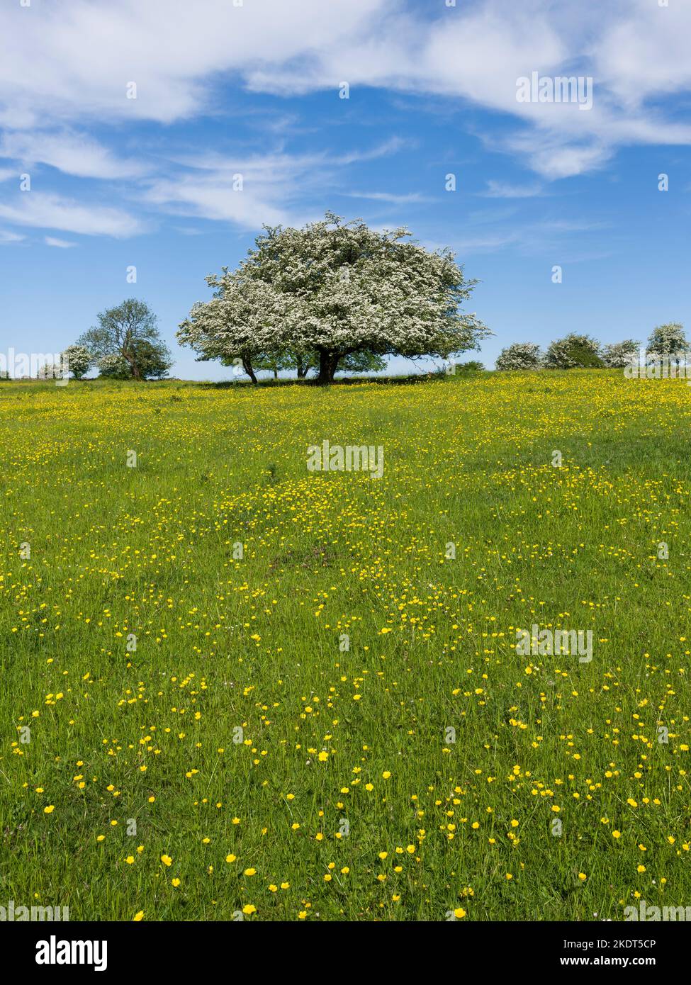 Common Hawthorn (Crataegus monogyna) trees in blossom in a buttercup ...