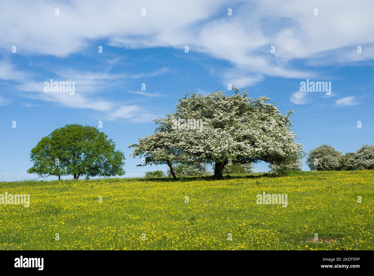 Common Hawthorn (Crataegus monogyna) trees in blossom in a buttercup ...