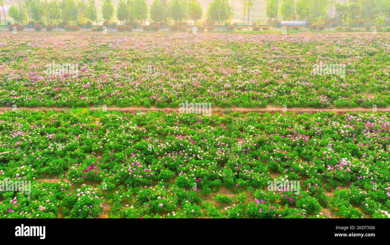 Peony planting hi-res stock photography and images - Alamy