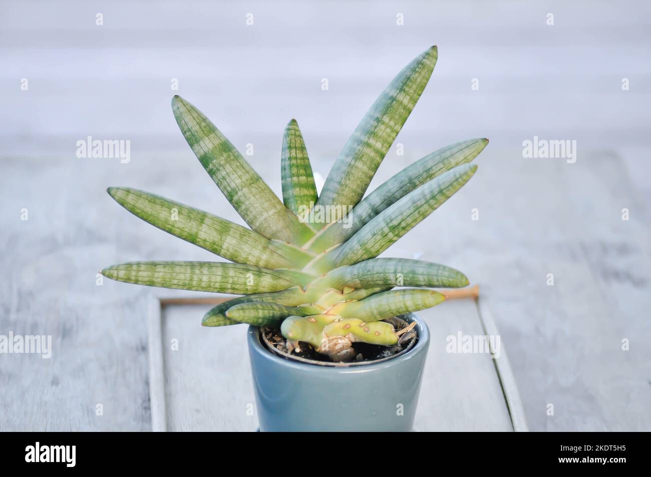 Sansevieria boncellensis, Sansevieria or Queen of Sansevieria or ...