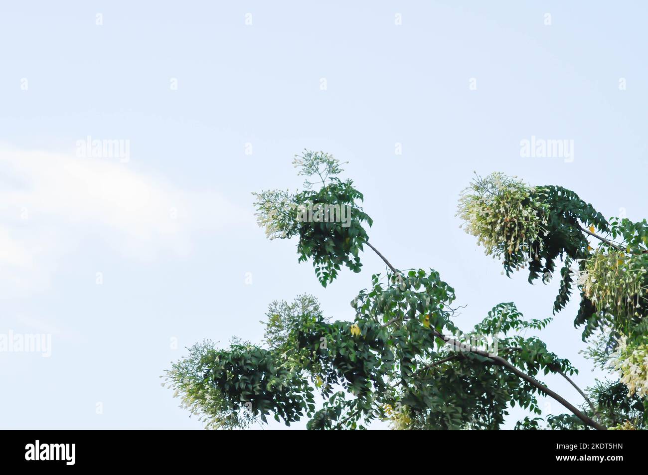 Cork tree, Indian cork tree or Millingtonia hortensis Linn or ...