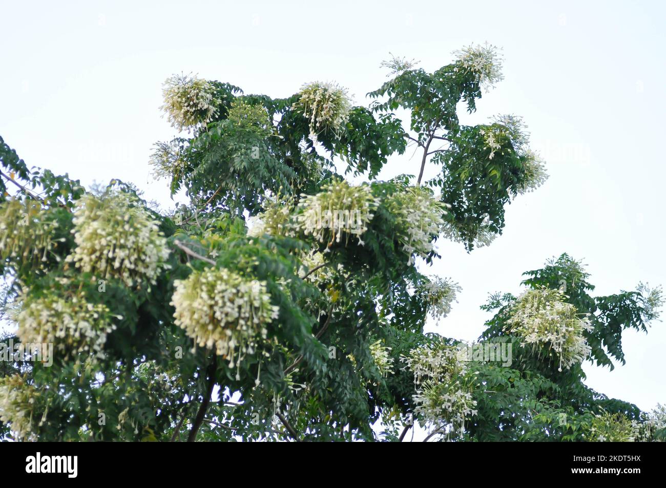 Cork tree, Indian cork tree or Millingtonia hortensis Linn or ...