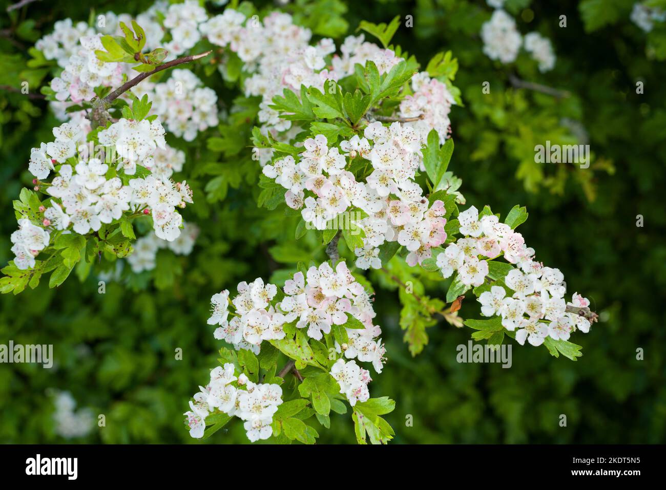 A close-up of Common Hawthorn (Crataegus monogyna) blossom in early ...