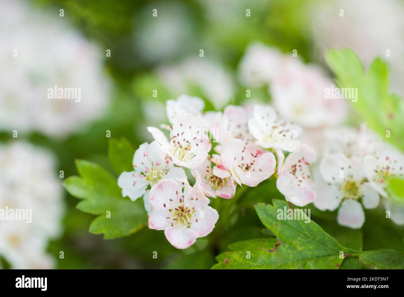 Crataegus hi-res stock photography and images - Alamy