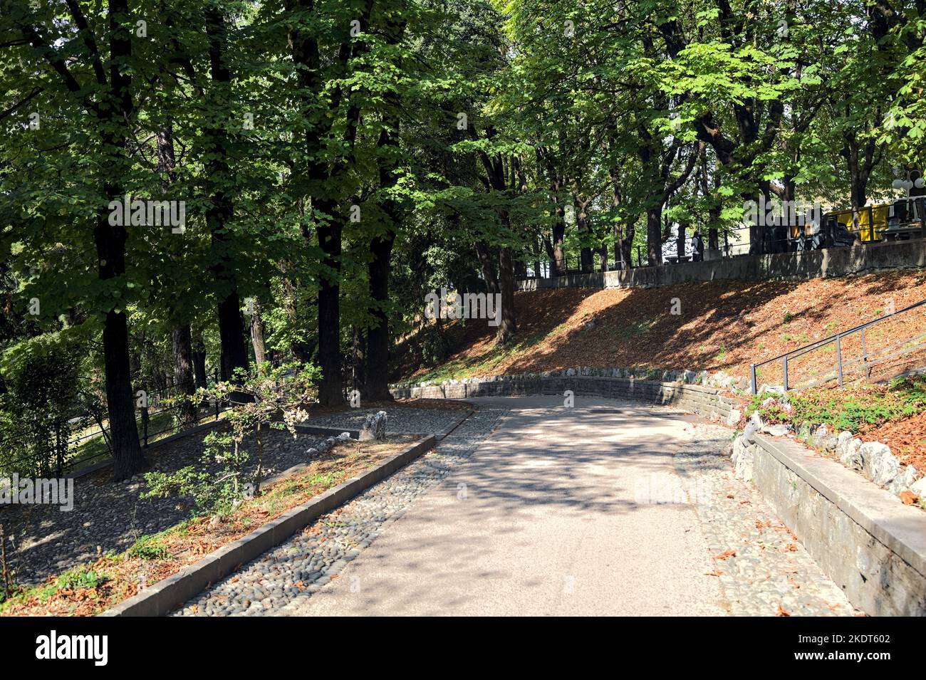 Paved path under a tree canopy in a park Stock Photo - Alamy