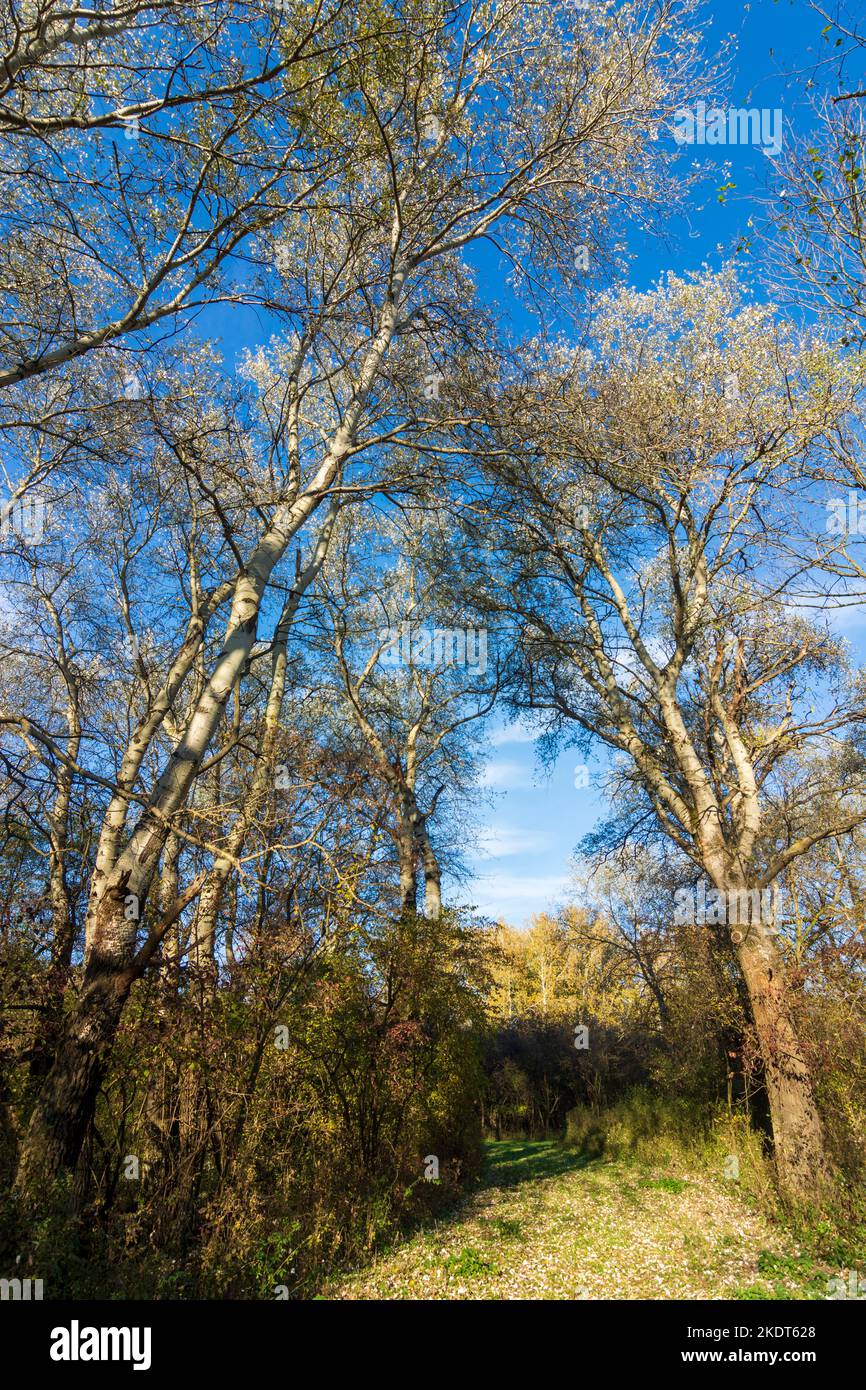 Nationalpark Donau-Auen, Danube-Auen National Park: European beech ...