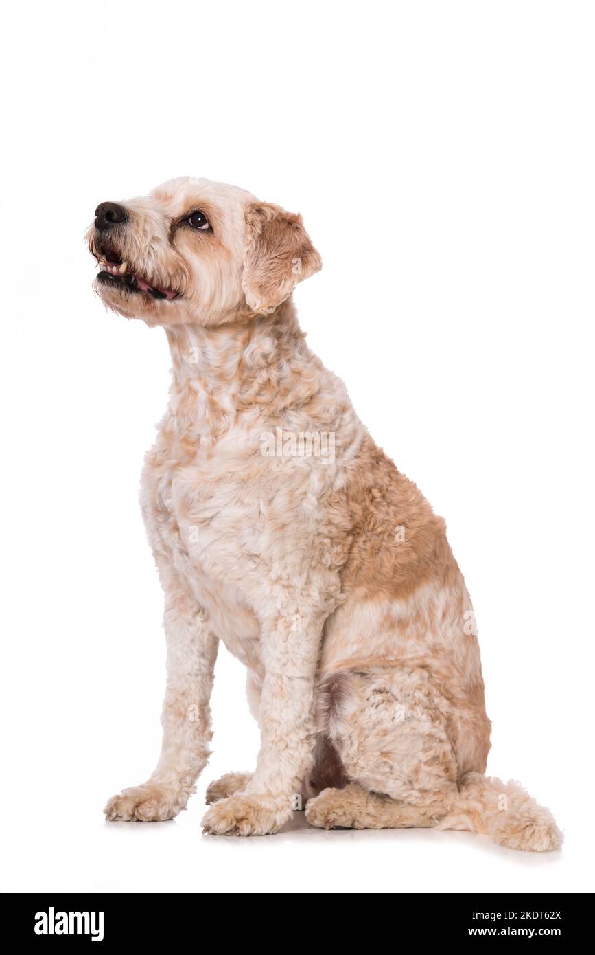 Dog mixed breed sitting Cut Out Stock Images & Pictures - Alamy