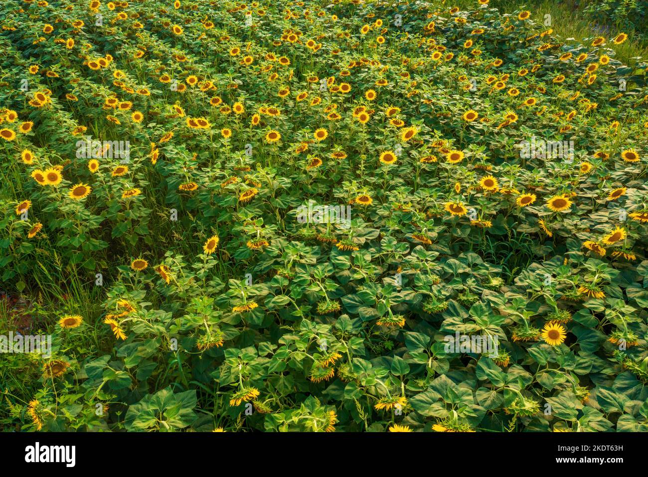 Ambrette flower hi-res stock photography and images - Alamy
