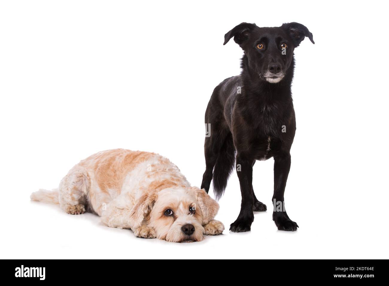 Two dogs on white background Stock Photo - Alamy