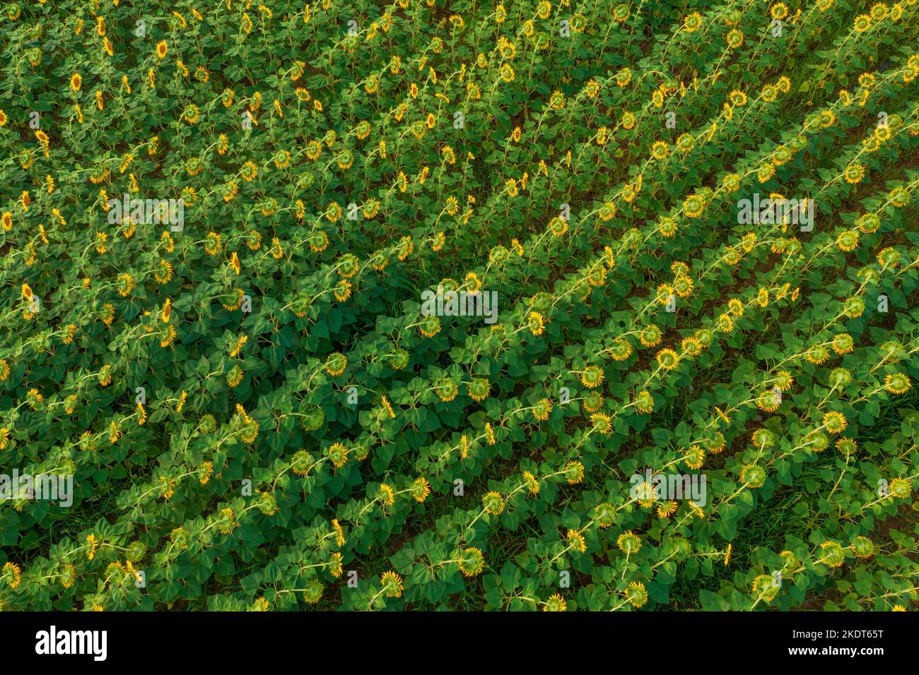 Ambrette flower hi-res stock photography and images - Alamy