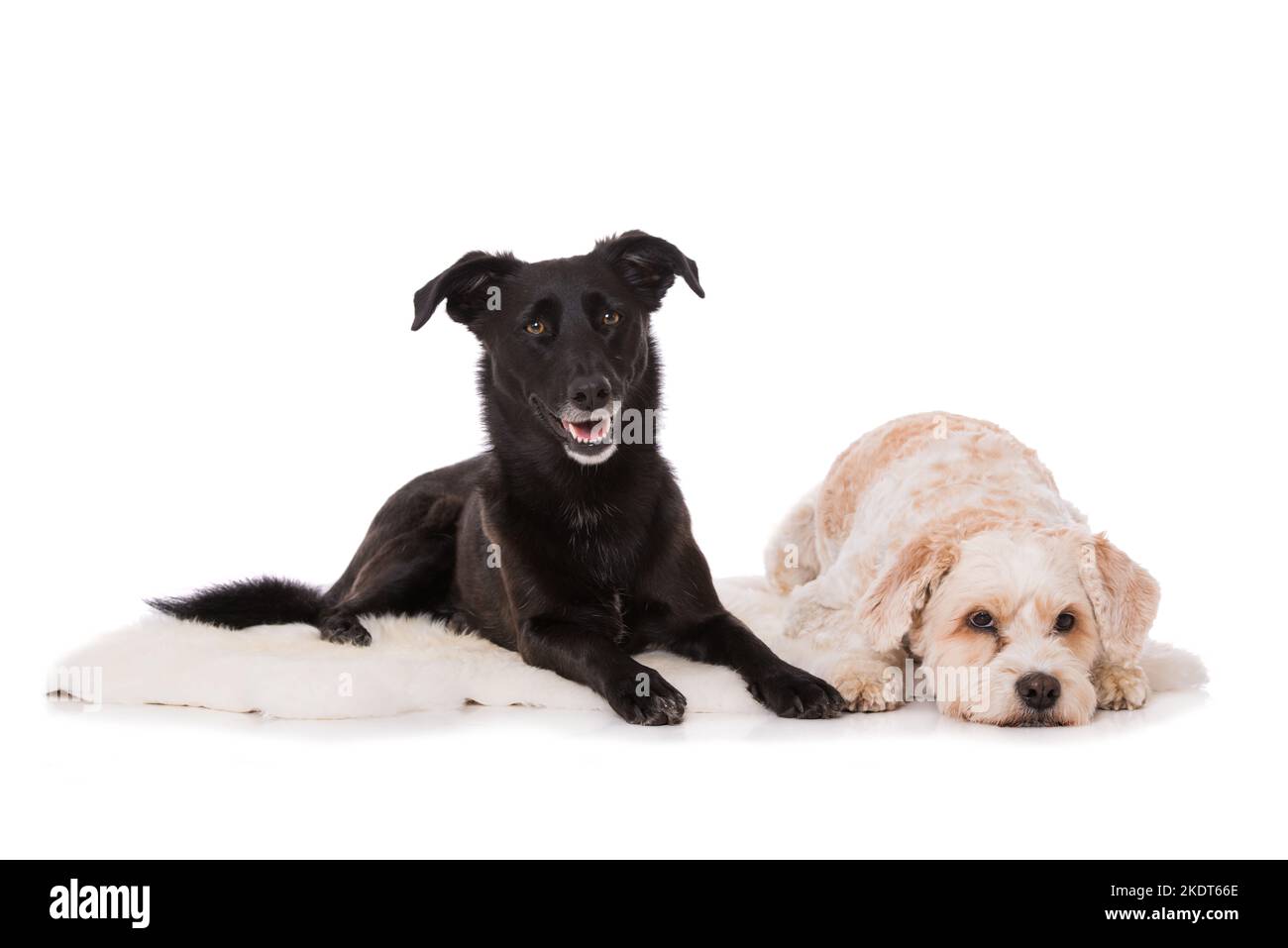 Two dogs on white background Stock Photo - Alamy