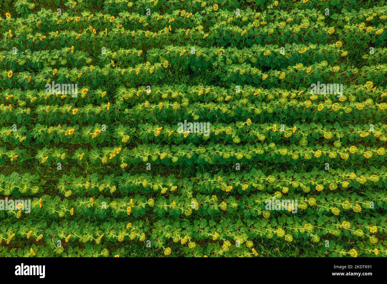 Ambrette flower hi-res stock photography and images - Alamy