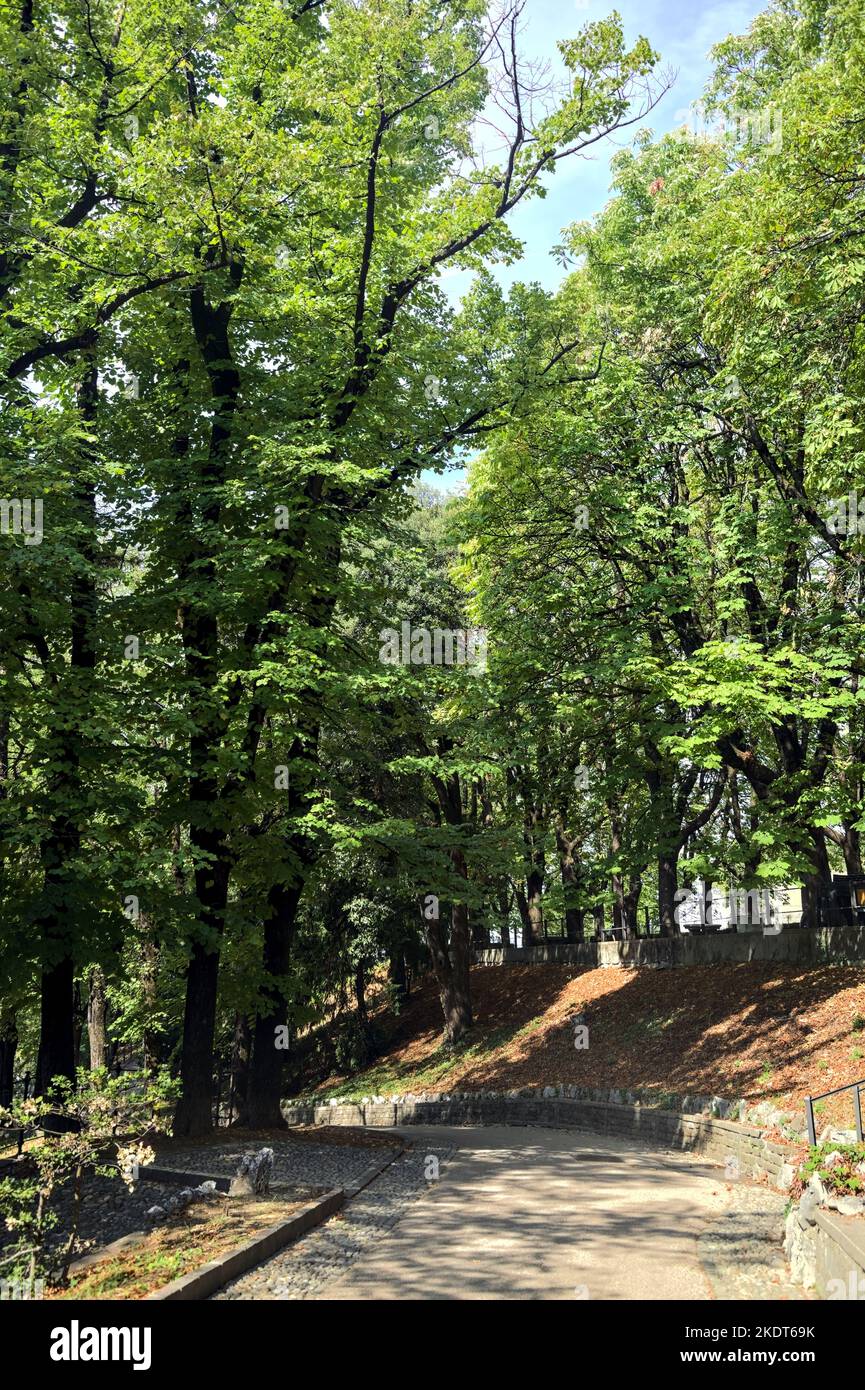 Paved path under a tree canopy in a park Stock Photo - Alamy