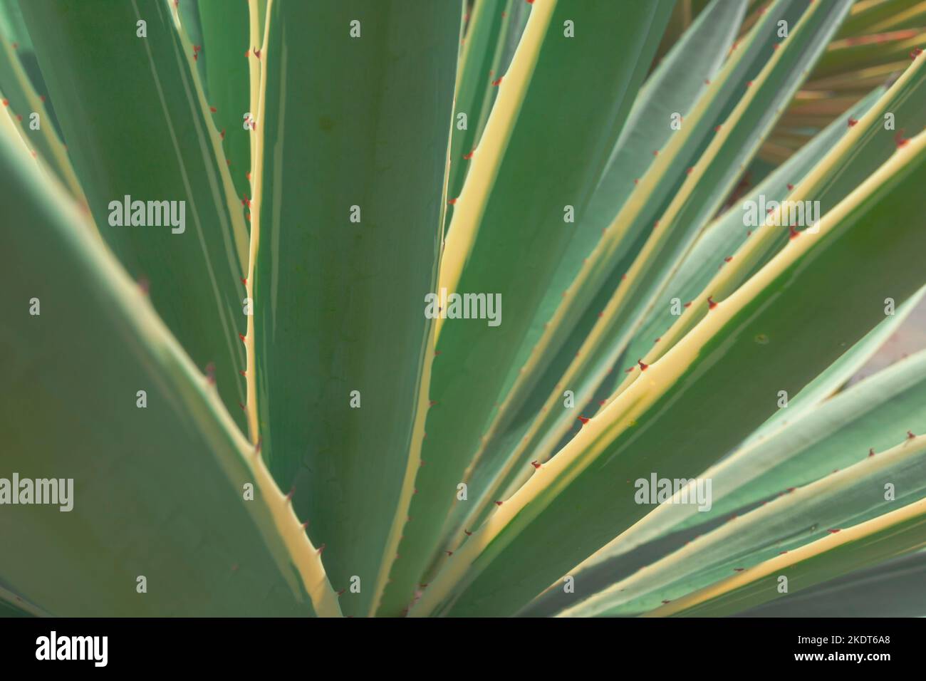 Close up of agave. Cactus plant pattern wallpaper. Succulent plant ...