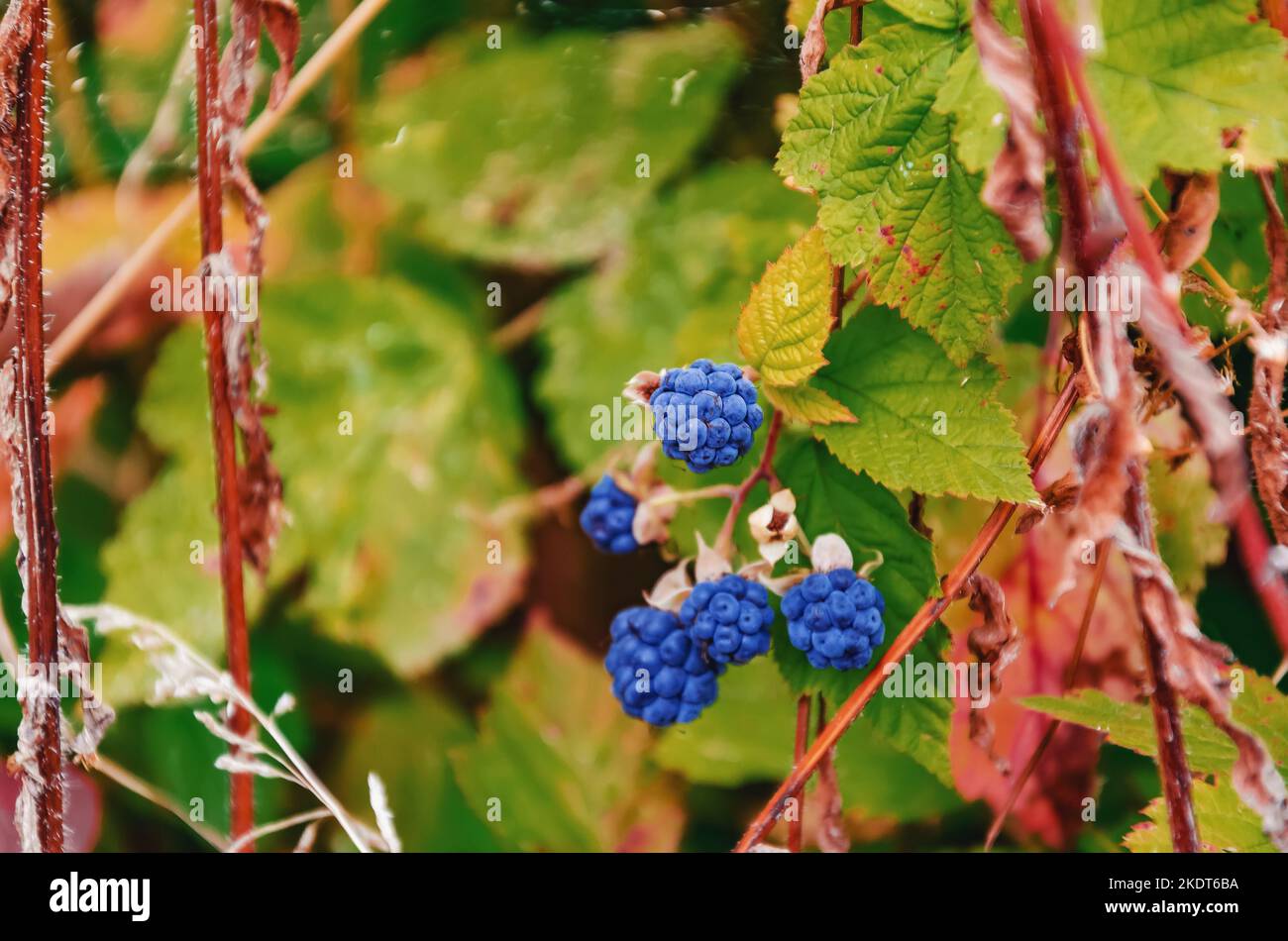 Delicious blackberries on a green branch in the forrest Stock Photo - Alamy