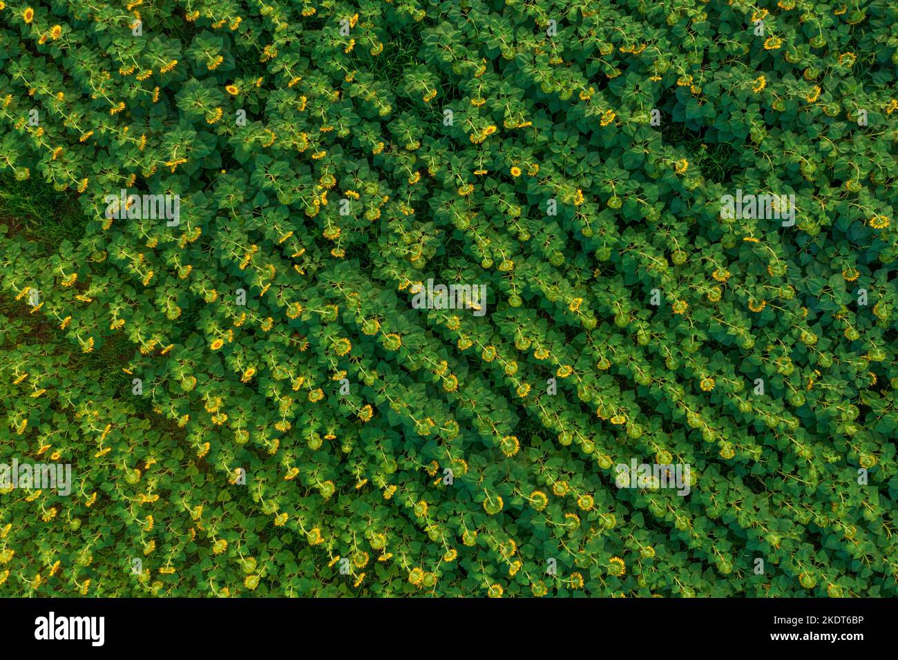 Ambrette flower hi-res stock photography and images - Alamy