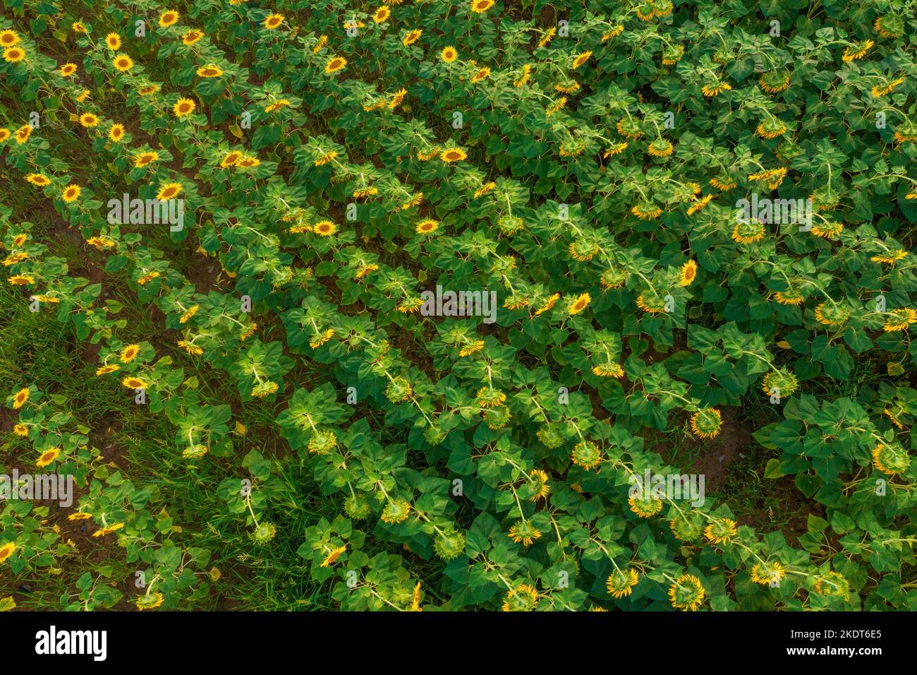 Ambrette flower hi-res stock photography and images - Alamy