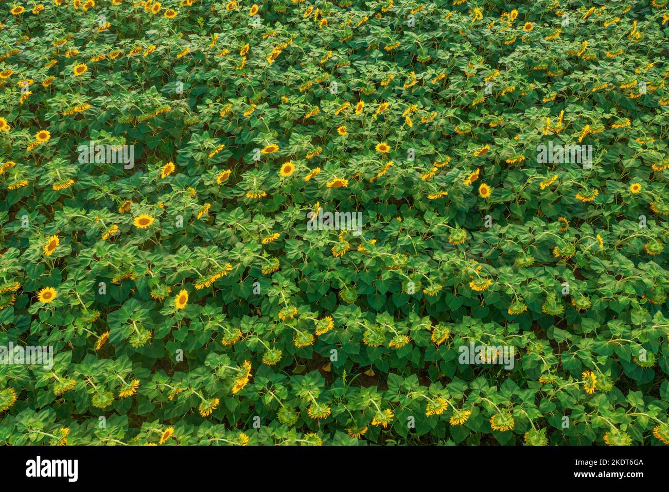 Ambrette flower hi-res stock photography and images - Alamy