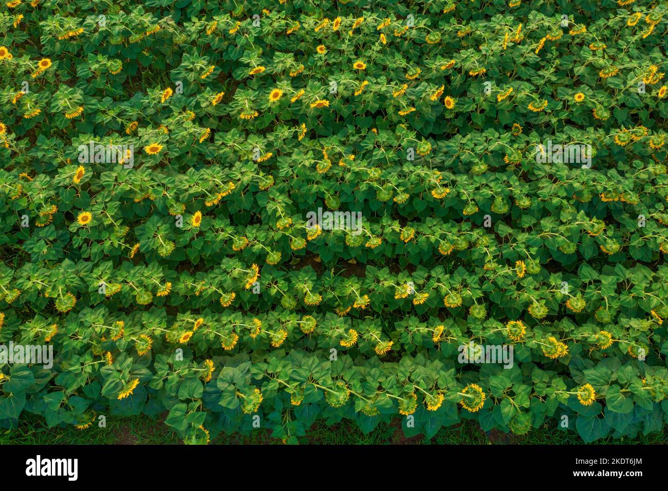 Ambrette flower hi-res stock photography and images - Alamy