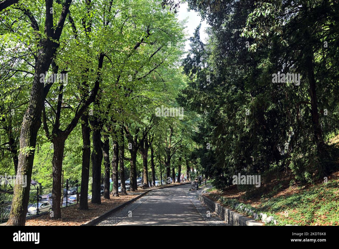 Paved path under a tree canopy in a park Stock Photo - Alamy