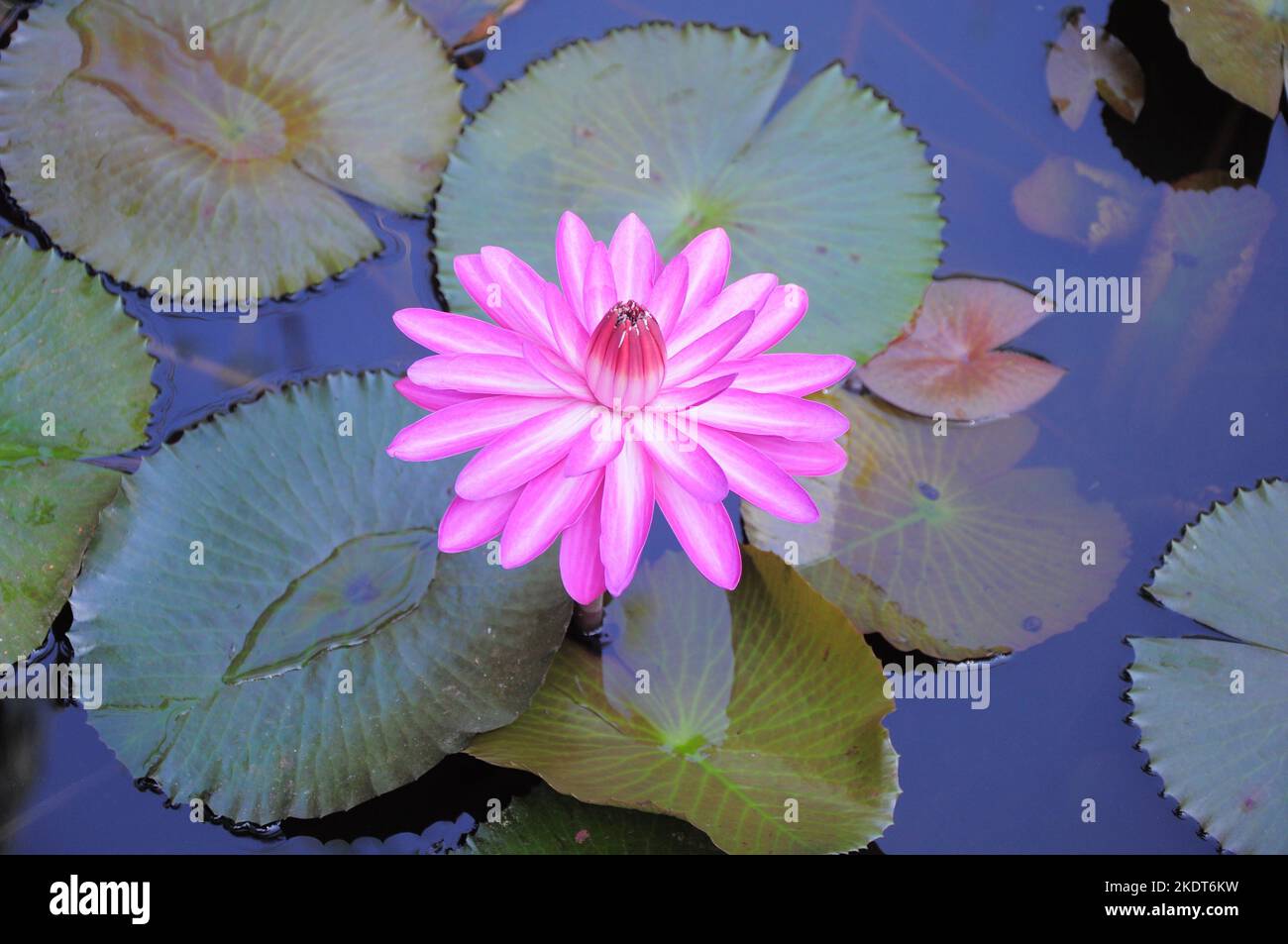 Jamanthi flowers hi-res stock photography and images - Alamy