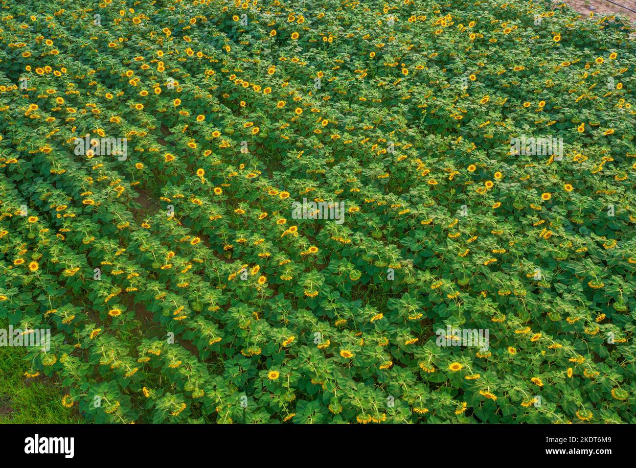 Ambrette flower hi-res stock photography and images - Alamy