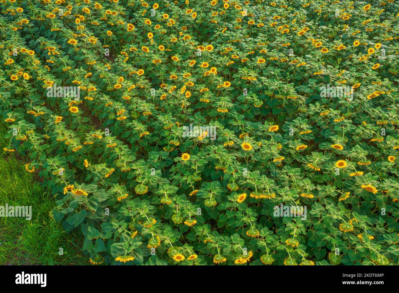 Ambrette flower hi-res stock photography and images - Alamy