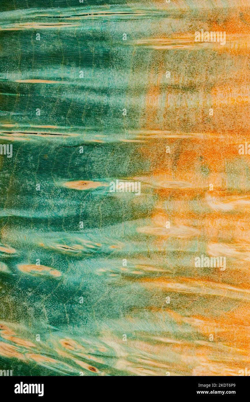 Maple wood texture hi-res stock photography and images - Alamy