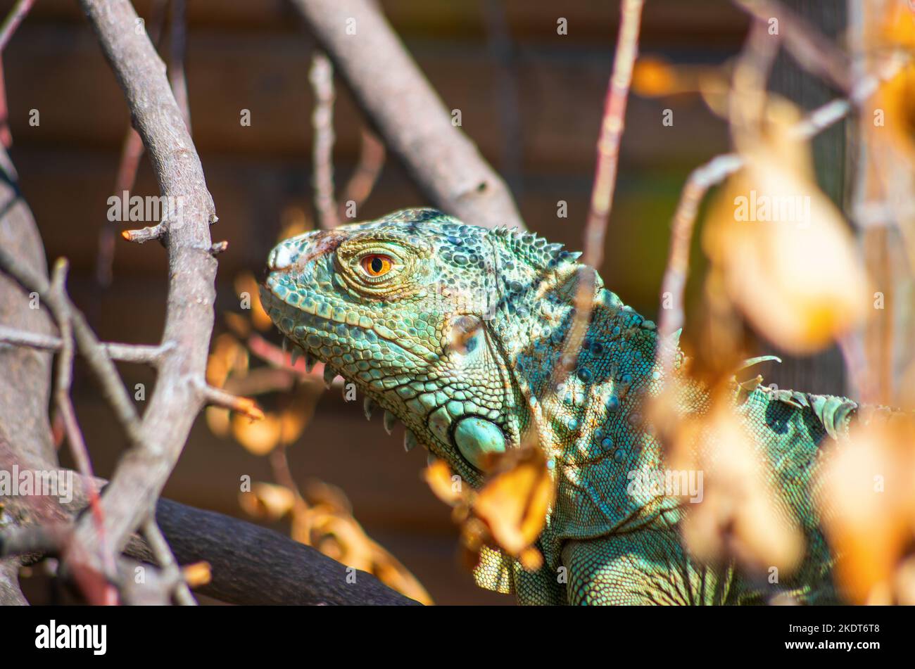 Green iguana on a branch.Iguane vert, Iguane commun.(Iguana iguana ...