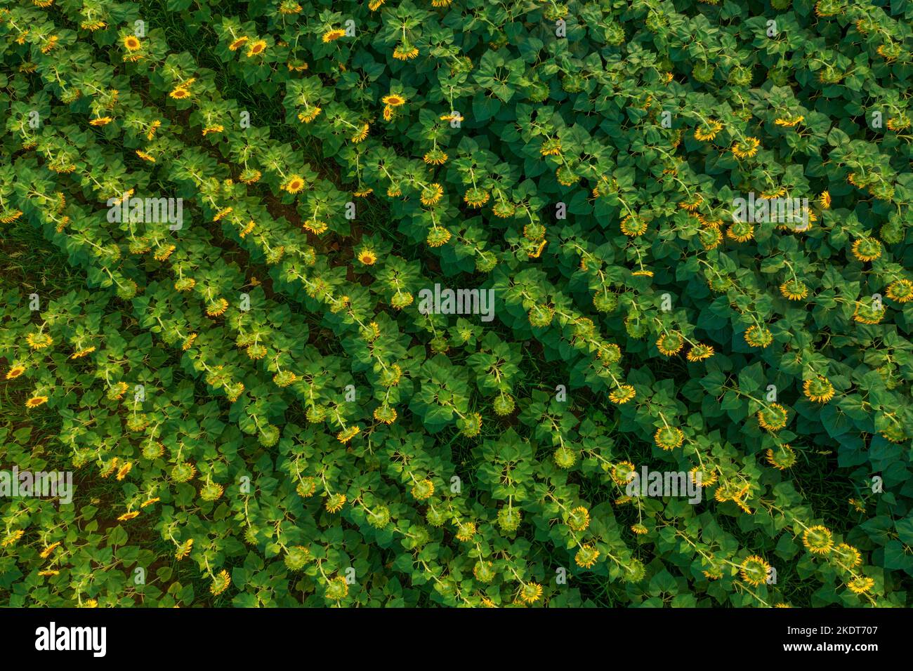 Ambrette flower hi-res stock photography and images - Alamy